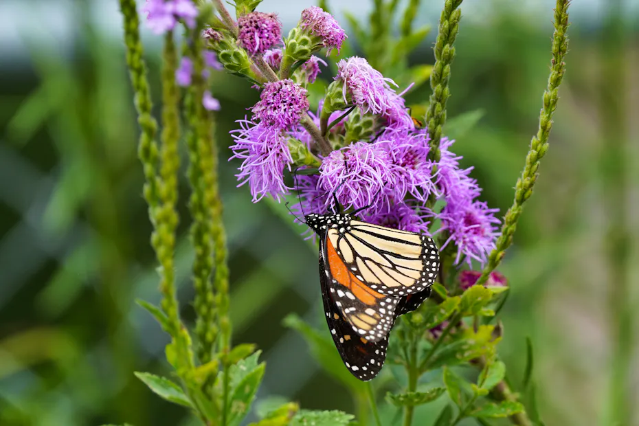 Exploring Atlantic Salt Marshes from the Ground Up | Defenders of Wildlife