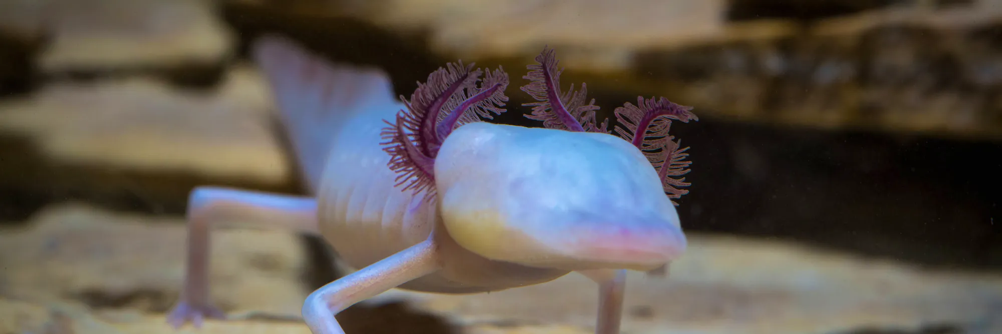 Wildly Weird Animals | Defenders of Wildlife