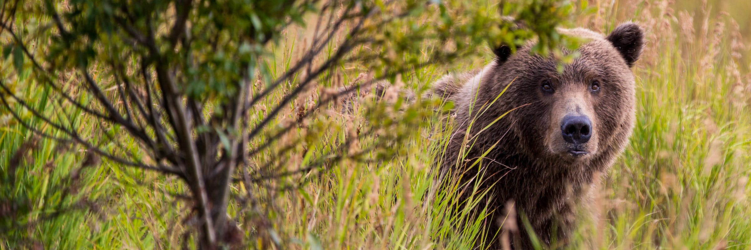 Facts About Foxes: Meet the Endangered Sierra Nevada Red Fox ...