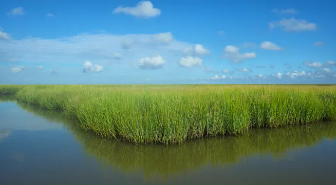 Exploring Atlantic Salt Marshes from the Ground Up | Defenders of Wildlife