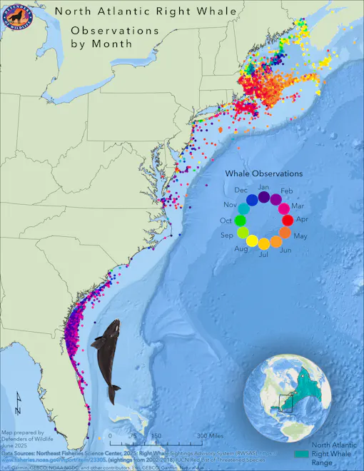 How to Watch for Whales, from Florida up the Atlantic Coast | Defenders ...