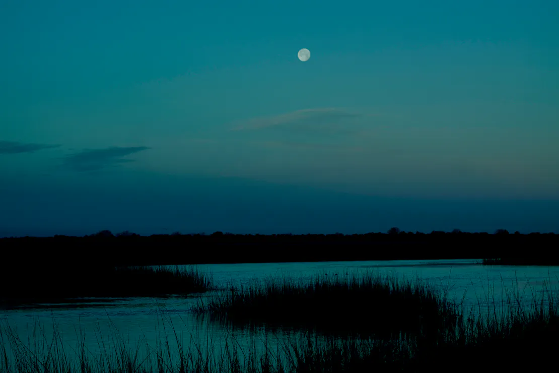 Atlantic Salt Marshes: Champions for Coastal Animals and Seaside People ...