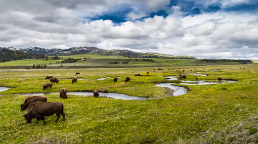 Did You Know this About American Bison? | Defenders of Wildlife