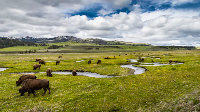 Did You Know this About American Bison? | Defenders of Wildlife