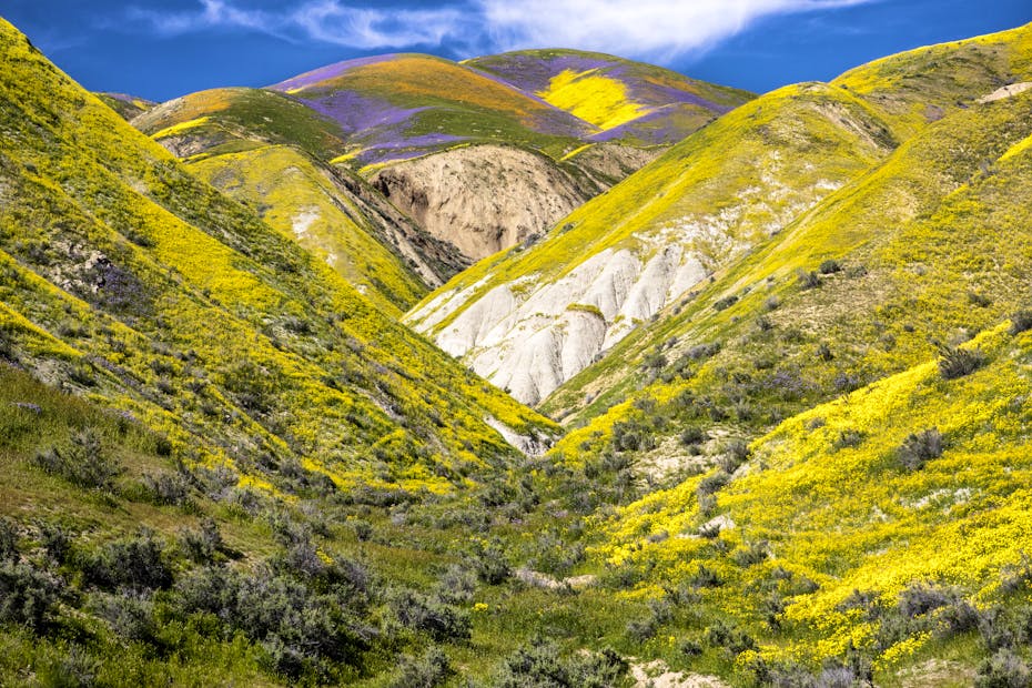 Trump Administration Moves to Repeal the BLM Rule that Modernized Land ...