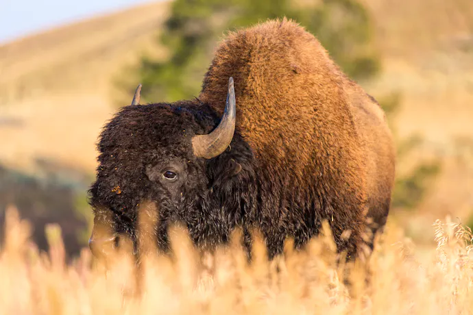 Did You Know this About American Bison? | Defenders of Wildlife