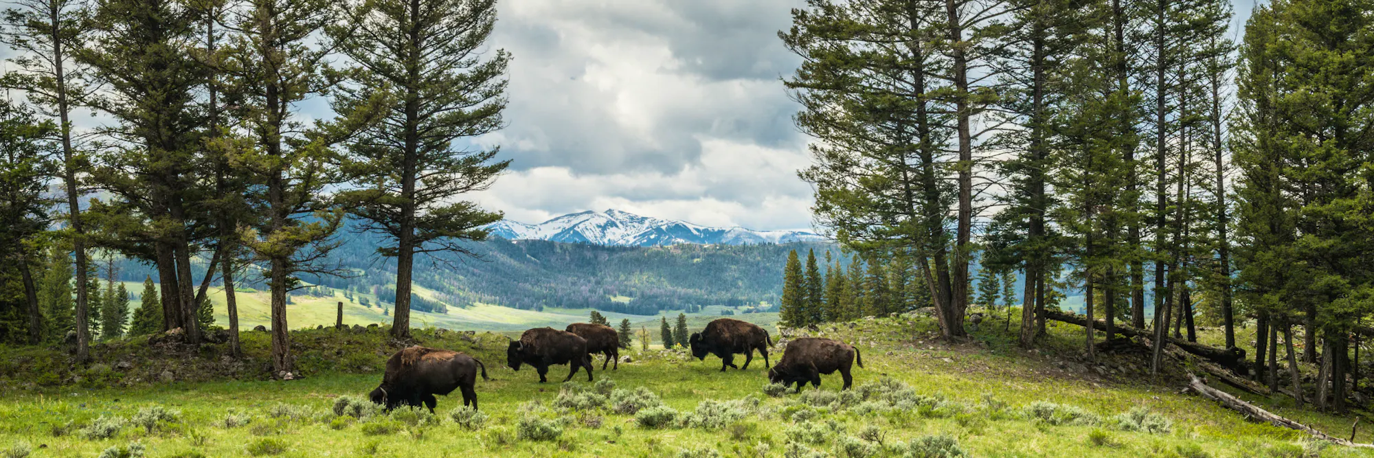 Protecting Wildlife and Our Wild World Together | Defenders of Wildlife
