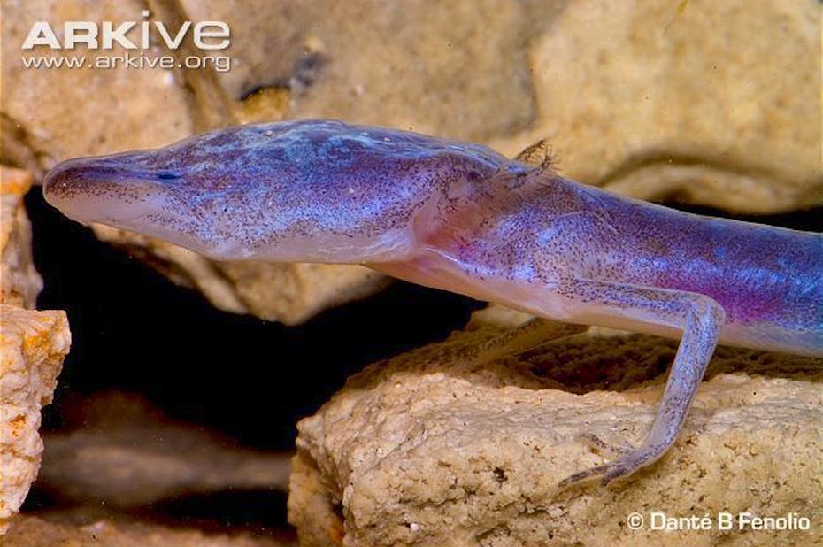 Freaky Aquifer Ghosts: The Weird Wildlife Beneath Texas | Defenders of ...