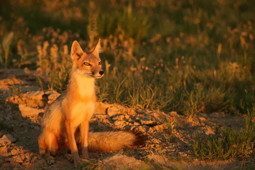 Swift Fox | Defenders of Wildlife