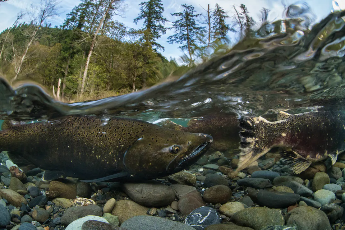 Spend Your Spooky Season with Salmon | Defenders of Wildlife