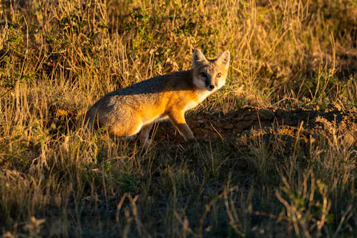 Swift Fox | Defenders of Wildlife