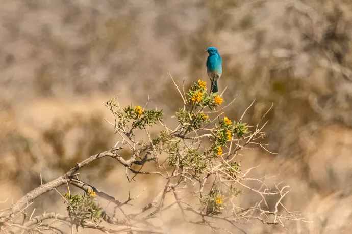 Experiencing Nature Everywhere: How to Start Birding | Defenders of ...