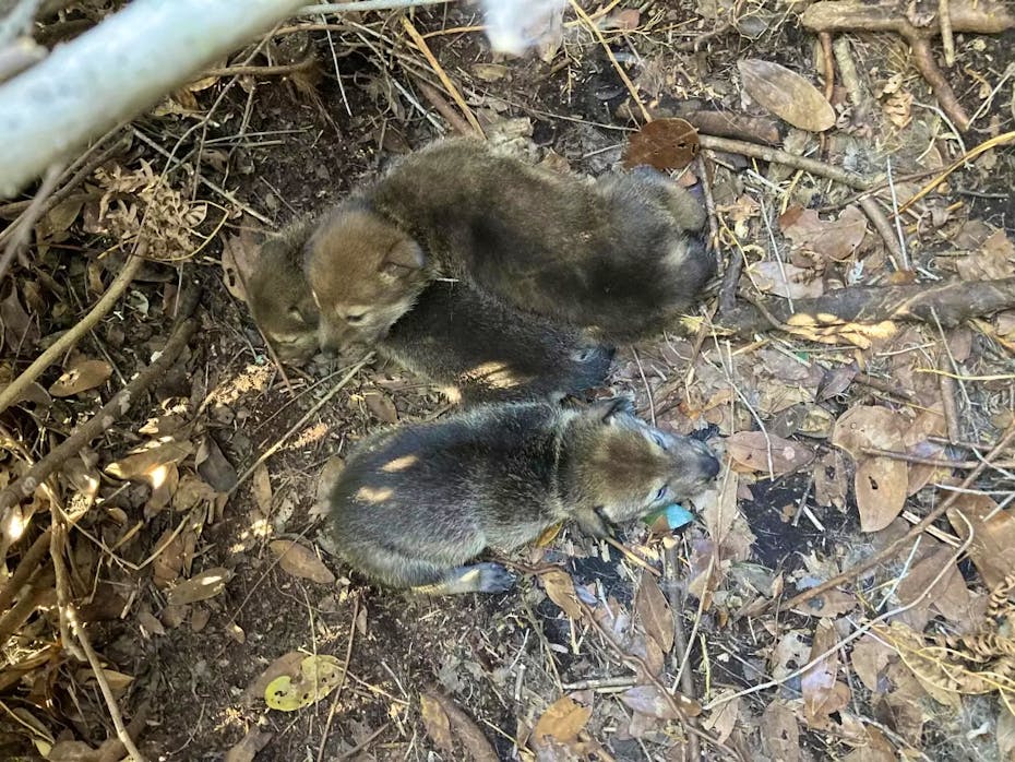 New Red Wolf Pups Spark Celebration | Defenders of Wildlife
