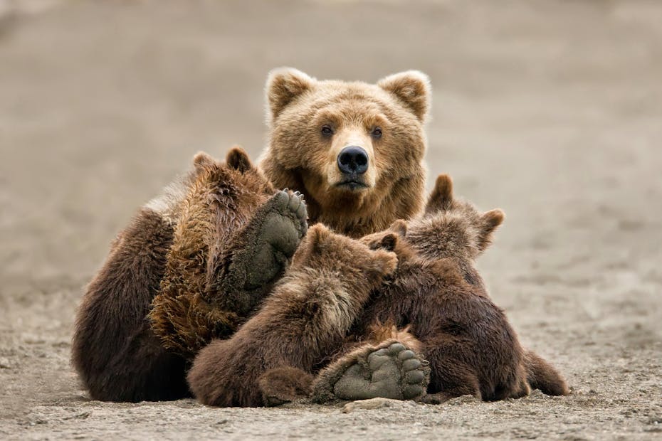 Brown Bear vs Black Bear: How to Live with Both in Alaska and ...