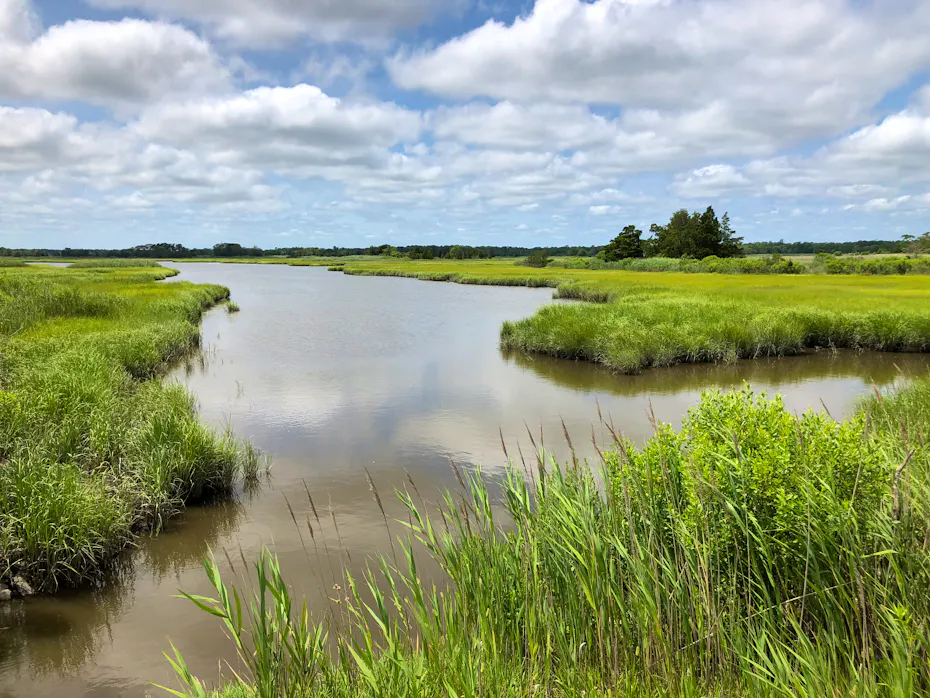 Coastal Culture: The Atlantic's Salt Marsh Heritage | Defenders of Wildlife