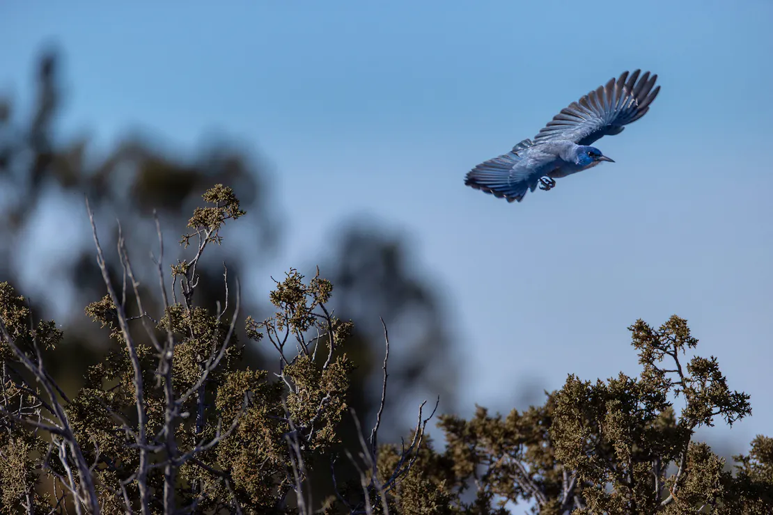 Get to Know the Blue Crow | Defenders of Wildlife