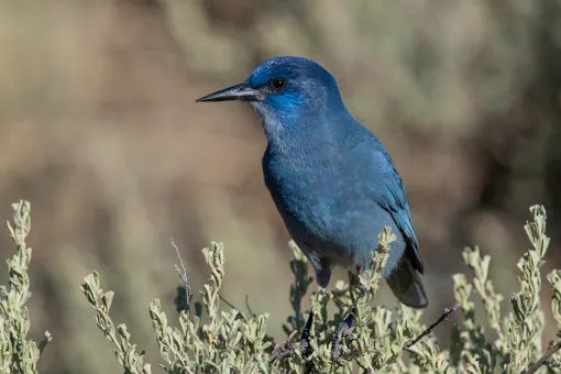 Get to Know the Blue Crow | Defenders of Wildlife
