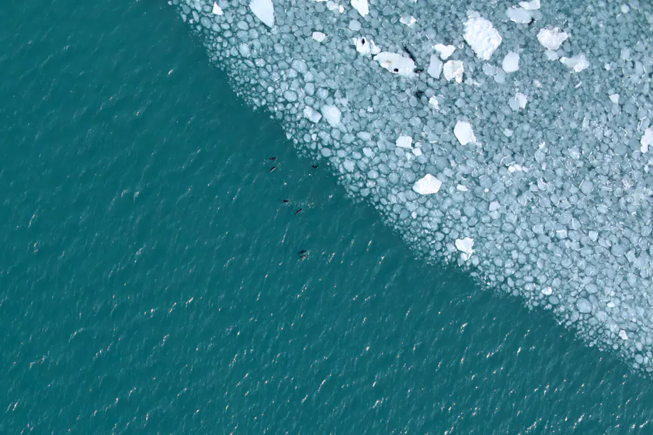 Unlocking the Mystery of Alaska’s Sea Otters | Defenders of Wildlife