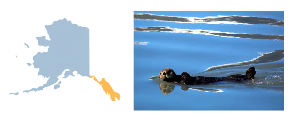 Unlocking the Mystery of Alaska’s Sea Otters | Defenders of Wildlife