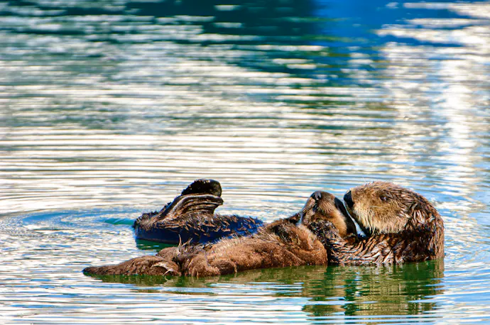 What is the Marine Mammal Protection Act and How Does it Help Animals ...