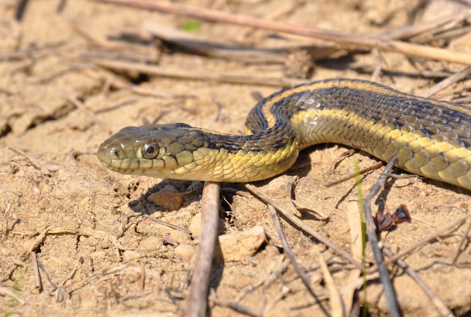 Warm Up with Six Sss-seriously Surreal Giant Garter Snake Facts ...