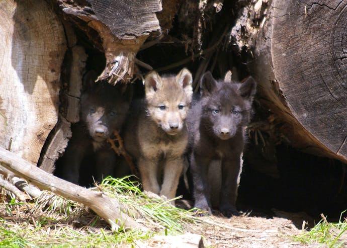 Meet the Gray Wolves of California | Defenders of Wildlife