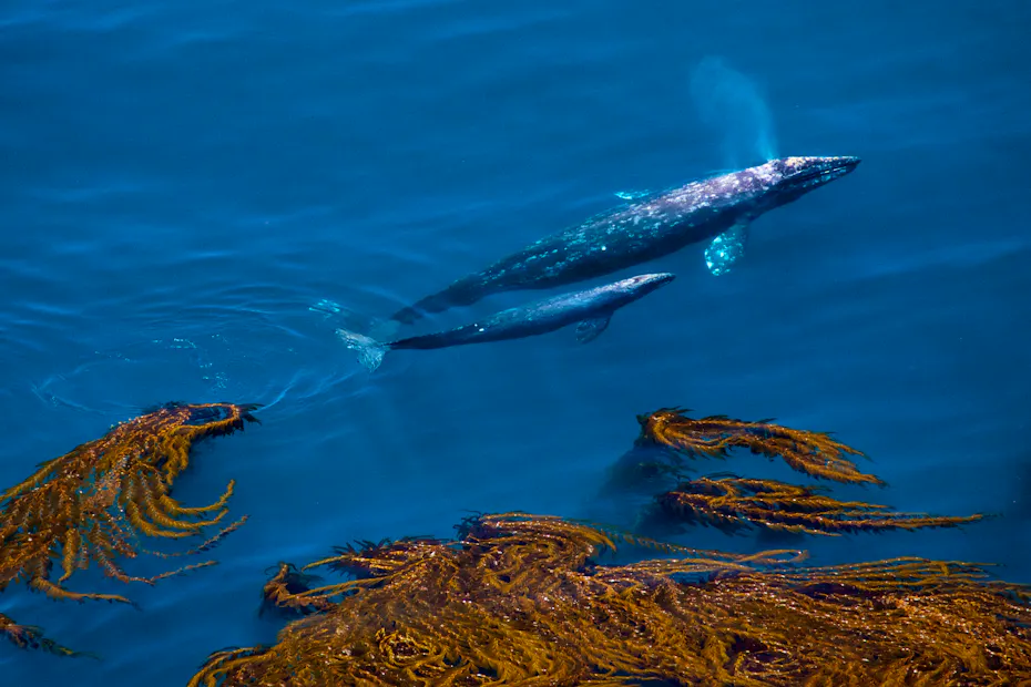 What is the Marine Mammal Protection Act and How Does it Help Animals ...