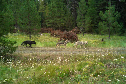 Meet the Gray Wolves of California | Defenders of Wildlife