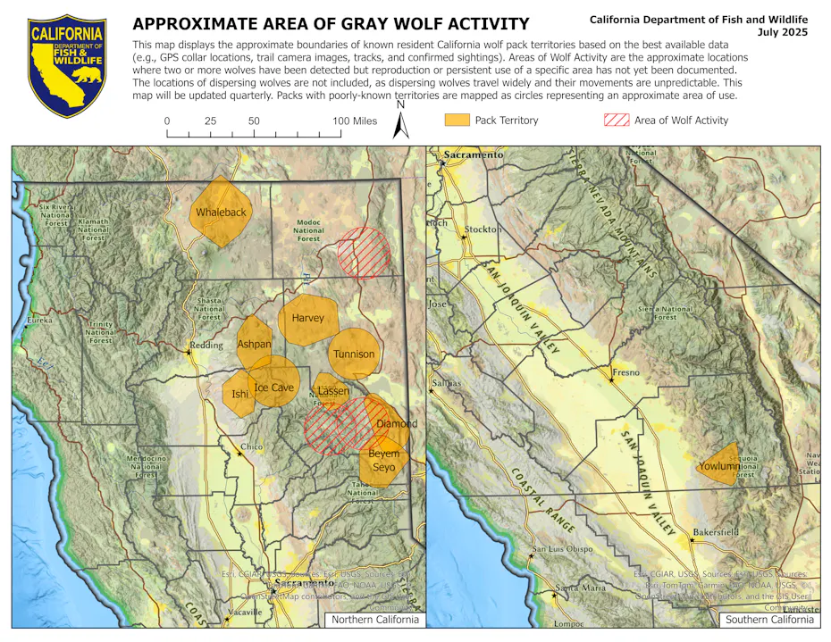 Meet the Gray Wolves of California | Defenders of Wildlife