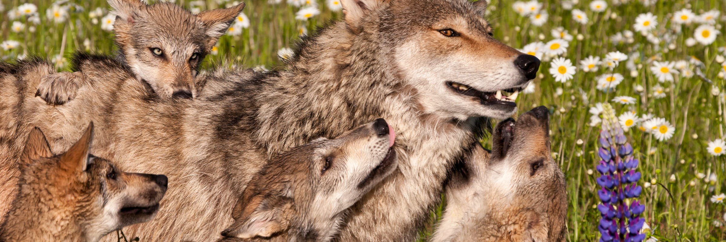 Wolves are even more socially complex than we thought… | Defenders of ...