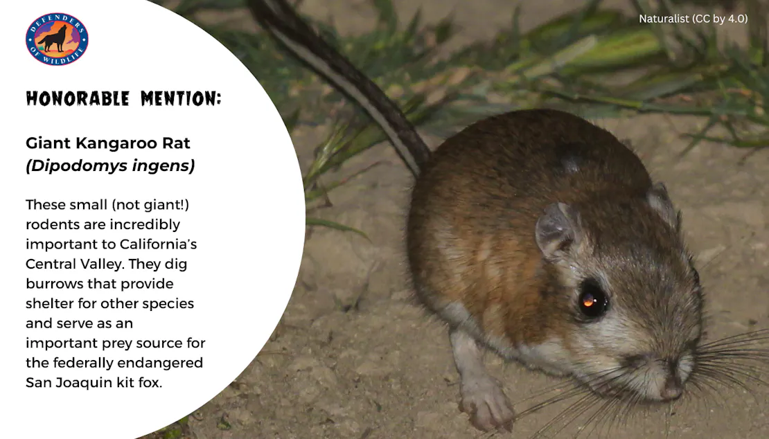 Top 13 Creepy but Cool Animals | Defenders of Wildlife