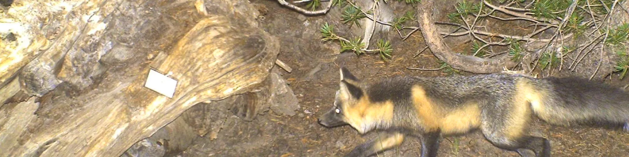 Sierra Nevada Red Fox | Defenders of Wildlife