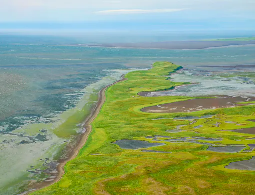 Seven Swans a-Swimming through Izembek Lagoon | Defenders of Wildlife