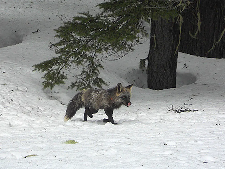 Tracking the Elusive Sierra Nevada Red Fox in Oregon | Defenders of ...