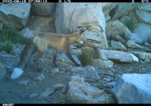 Tracking the Elusive Sierra Nevada Red Fox in Oregon | Defenders of ...