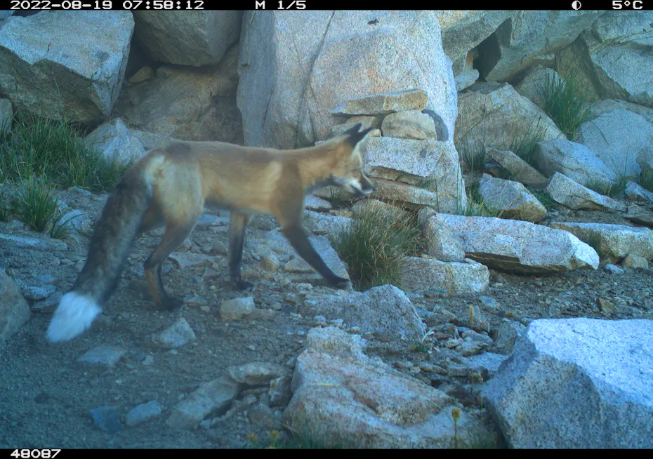 Tracking the Elusive Sierra Nevada Red Fox in Oregon | Defenders of ...