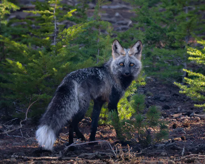 Tracking the Elusive Sierra Nevada Red Fox in Oregon | Defenders of ...