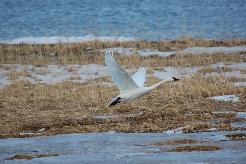 Seven Swans a-Swimming through Izembek Lagoon | Defenders of Wildlife