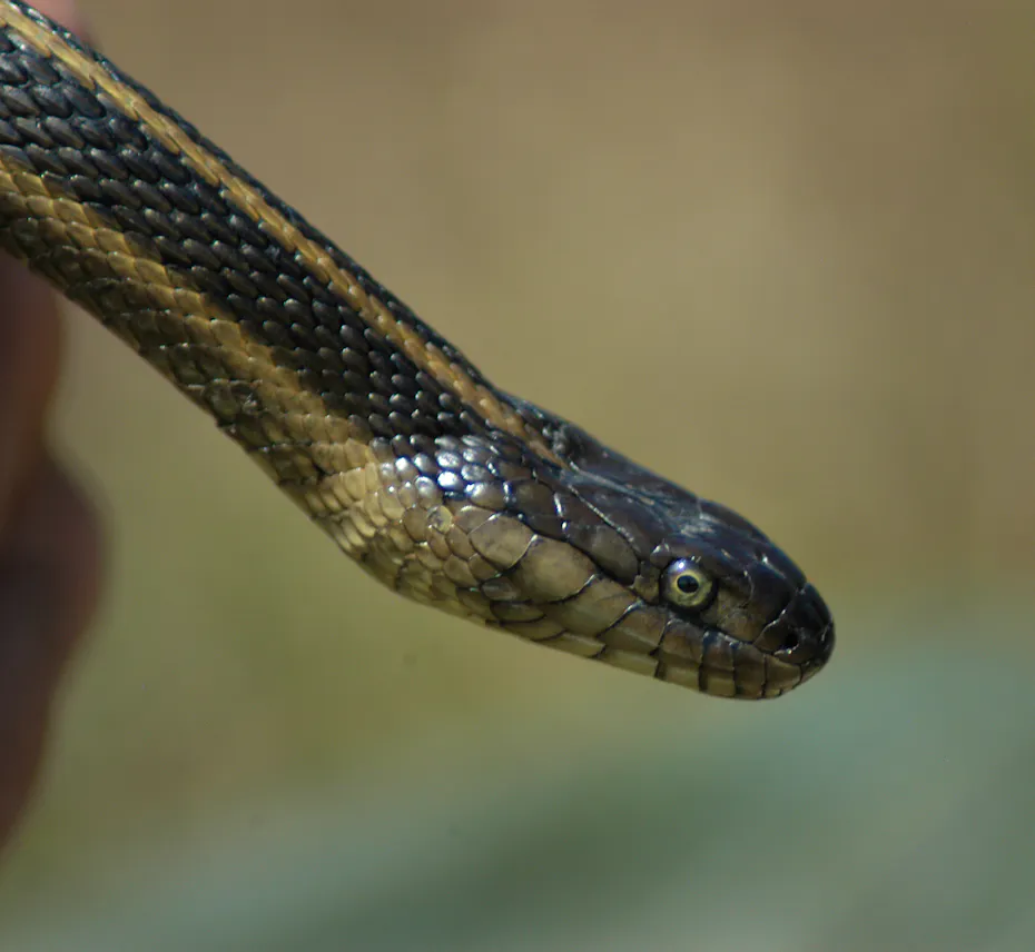 Warm Up with Six Sss-seriously Surreal Giant Garter Snake Facts ...