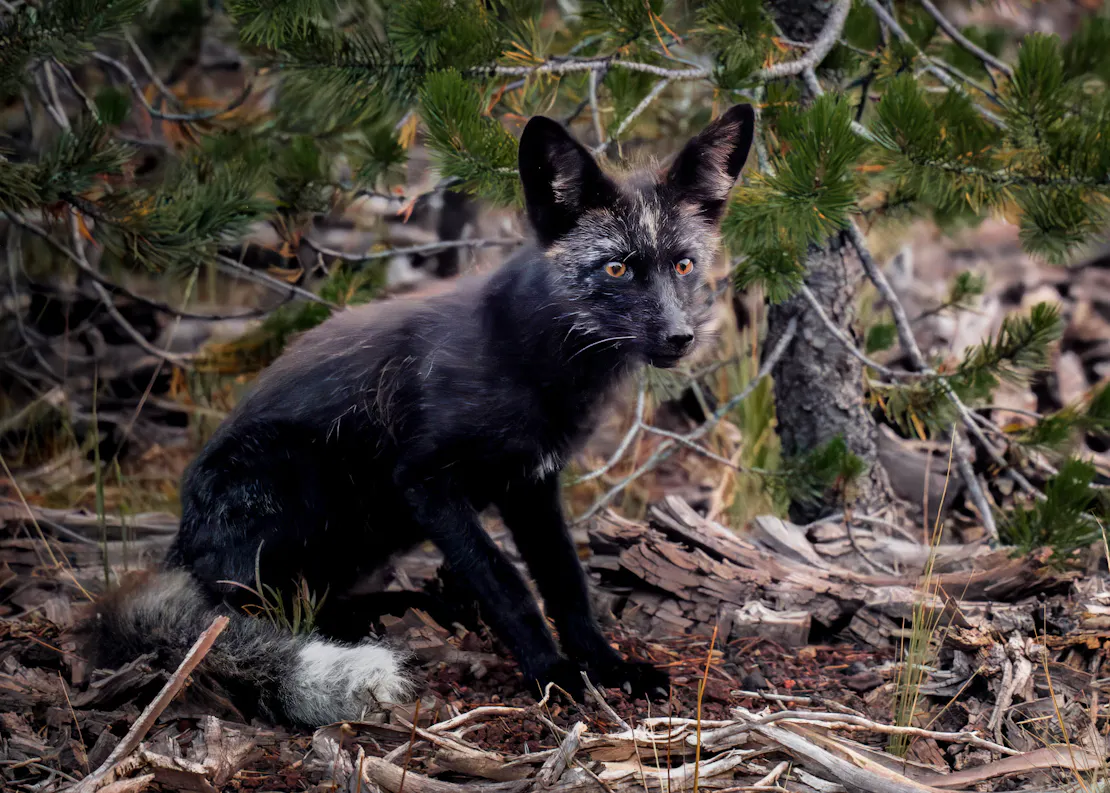 Tracking the Elusive Sierra Nevada Red Fox in Oregon | Defenders of ...