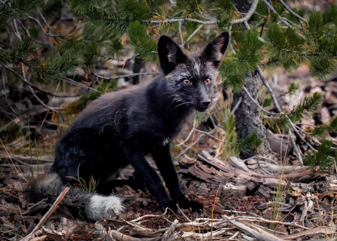 Tracking the Elusive Sierra Nevada Red Fox in Oregon | Defenders of ...