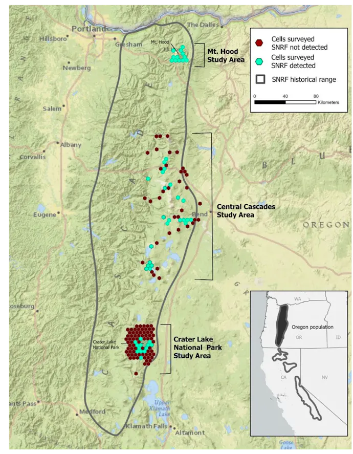 Tracking the Elusive Sierra Nevada Red Fox in Oregon | Defenders of ...