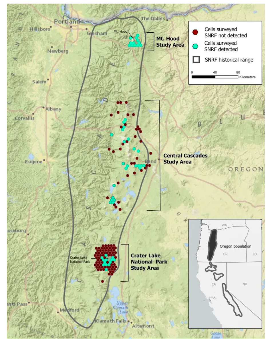 Tracking the Elusive Sierra Nevada Red Fox in Oregon | Defenders of ...