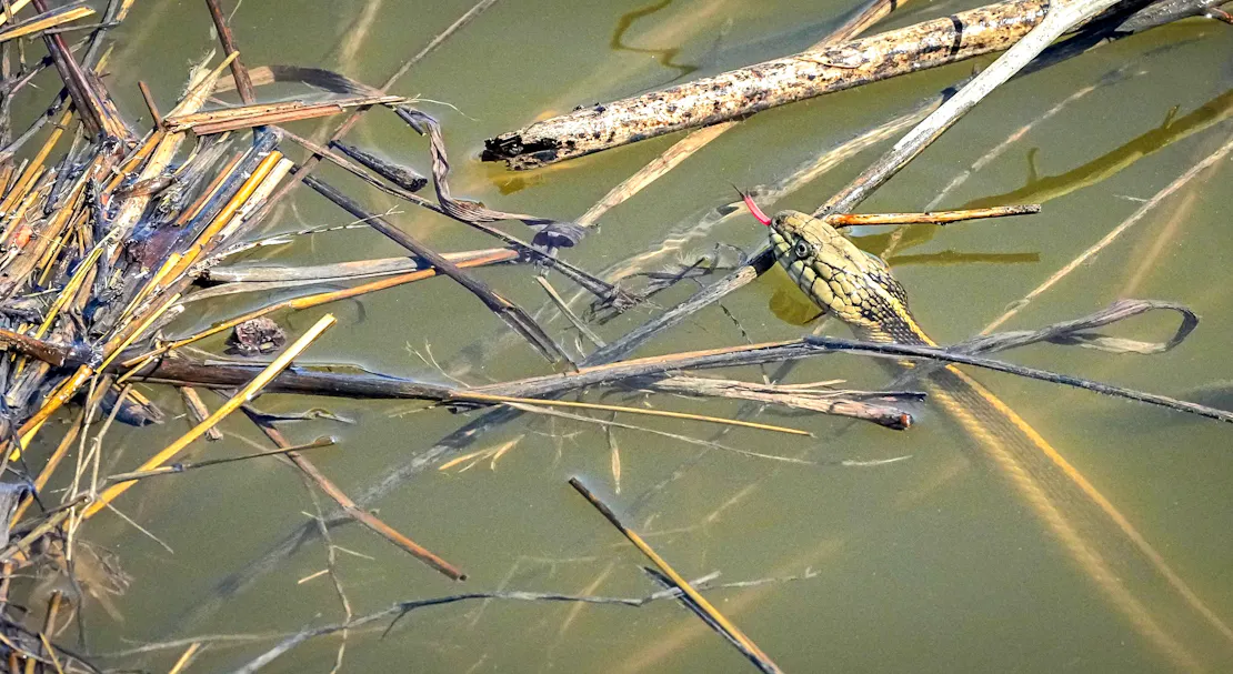 Warm Up with Six Sss-seriously Surreal Giant Garter Snake Facts ...