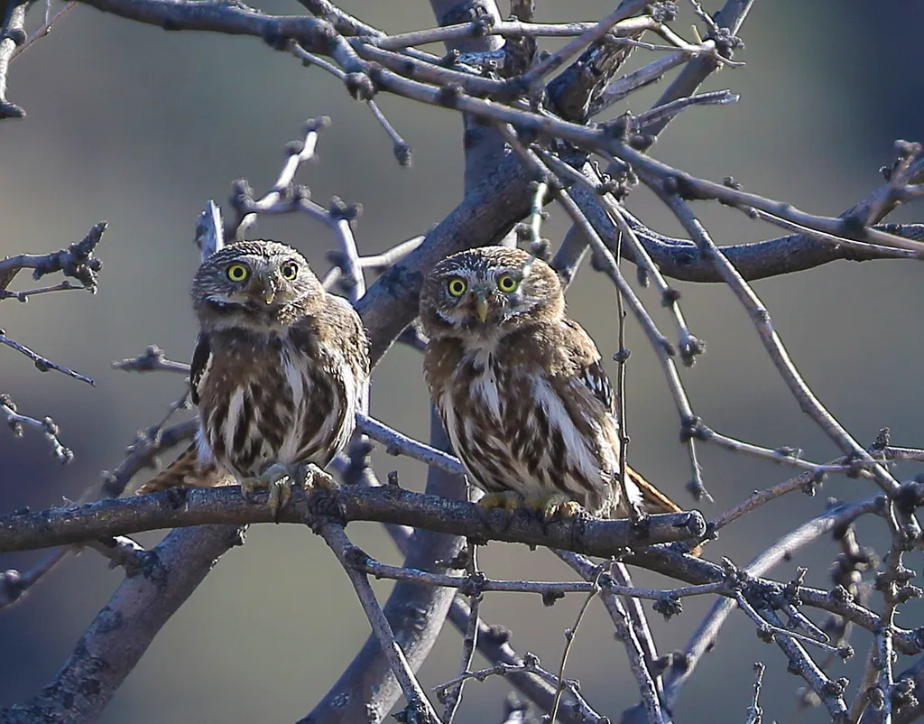 Cactus Ferruginous Pygmy Owl | Defenders of Wildlife