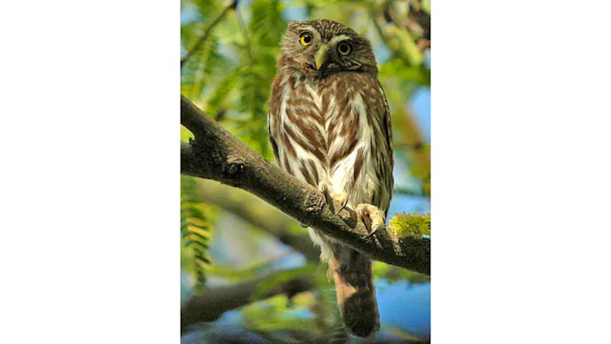 Saving the Small but Mighty Cactus Ferruginous Pygmy-Owls and Their ...