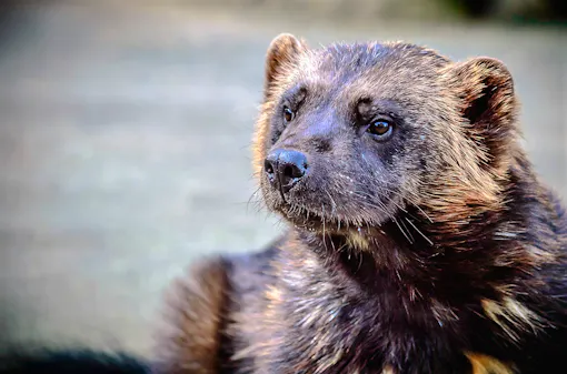 Why Wolverines Are the Most Fearless Animal (And Why They're Coming ...