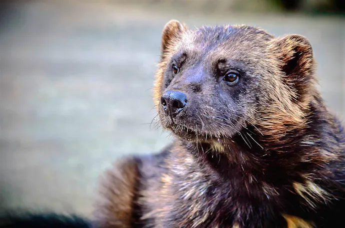 Why Wolverines Are the Most Fearless Animal (And Why They're Coming ...