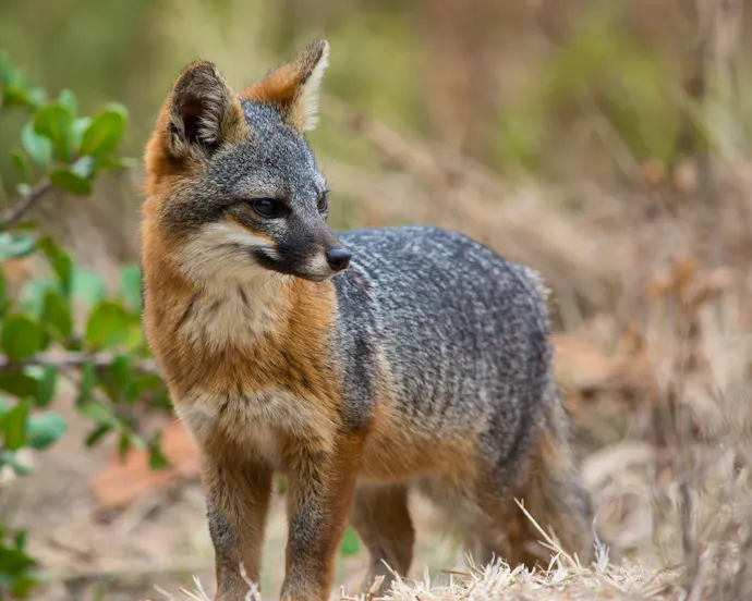 Recovery Spotlight: Channel Island Foxes | Defenders of Wildlife