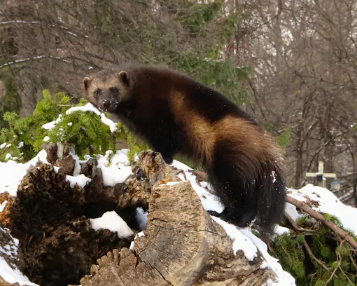 Why Wolverines Are the Most Fearless Animal (And Why They're Coming ...